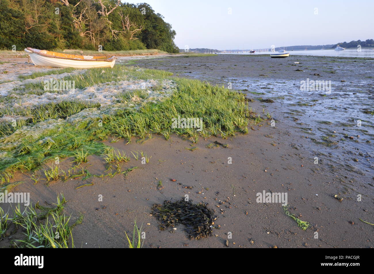River Orwell foreshore, near Pin Mill Suffolk Stock Photo - Alamy