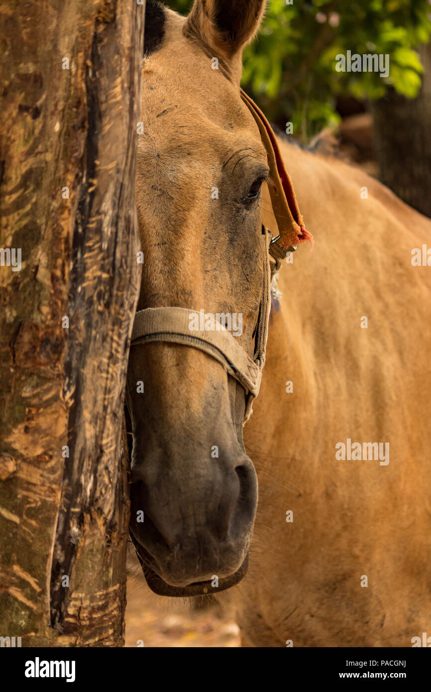 closeup on horse nose. This cute little mare was hiding behind a tree ...