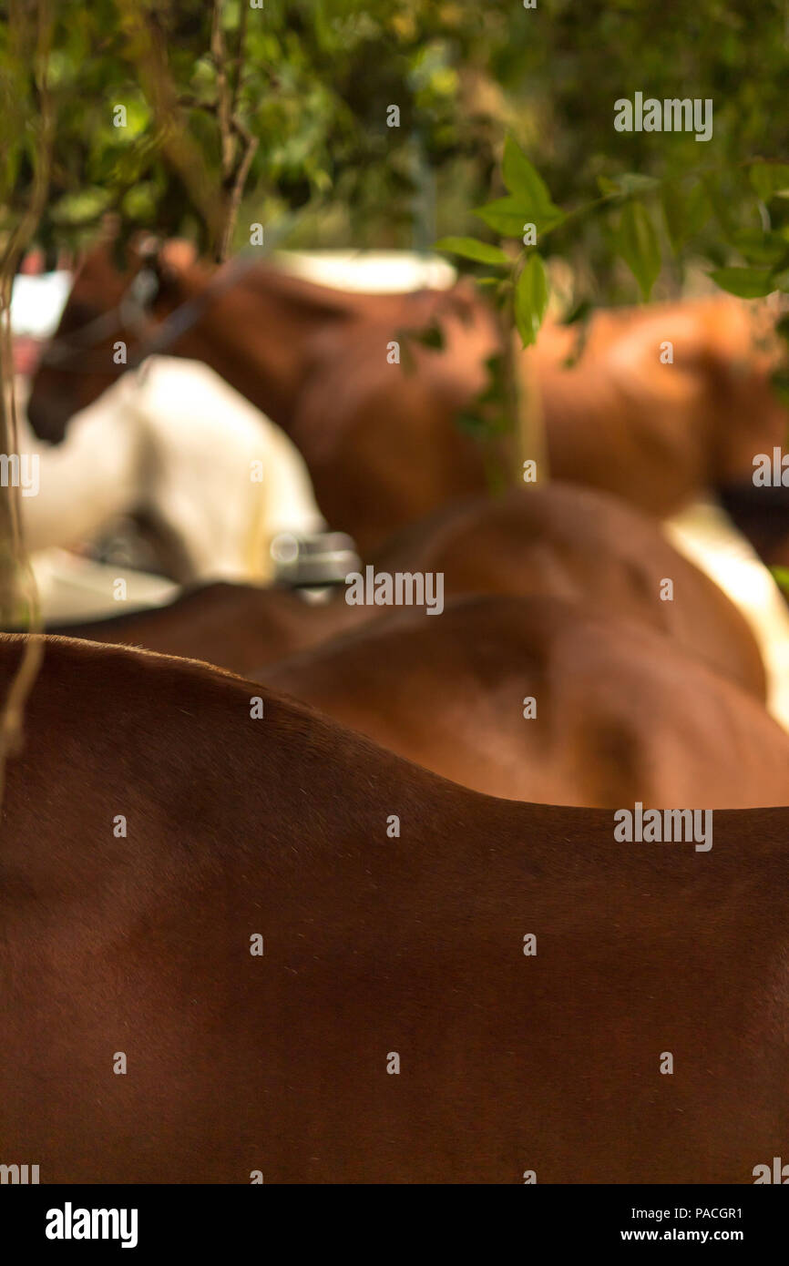 Pony fur texture hi-res stock photography and images - Alamy