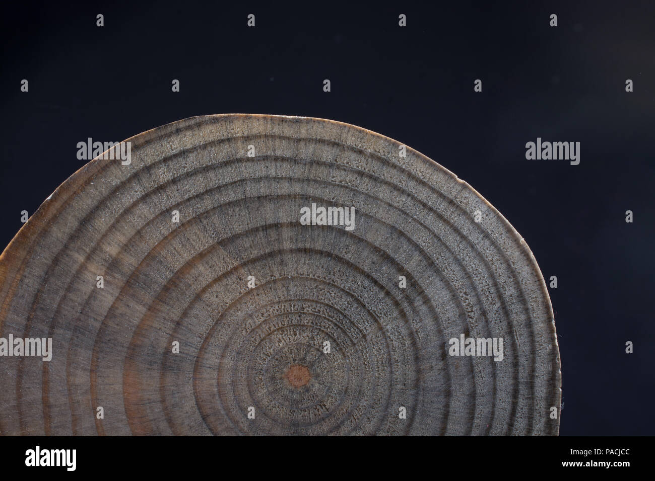 Piece of cut wood log texture as background Stock Photo - Alamy