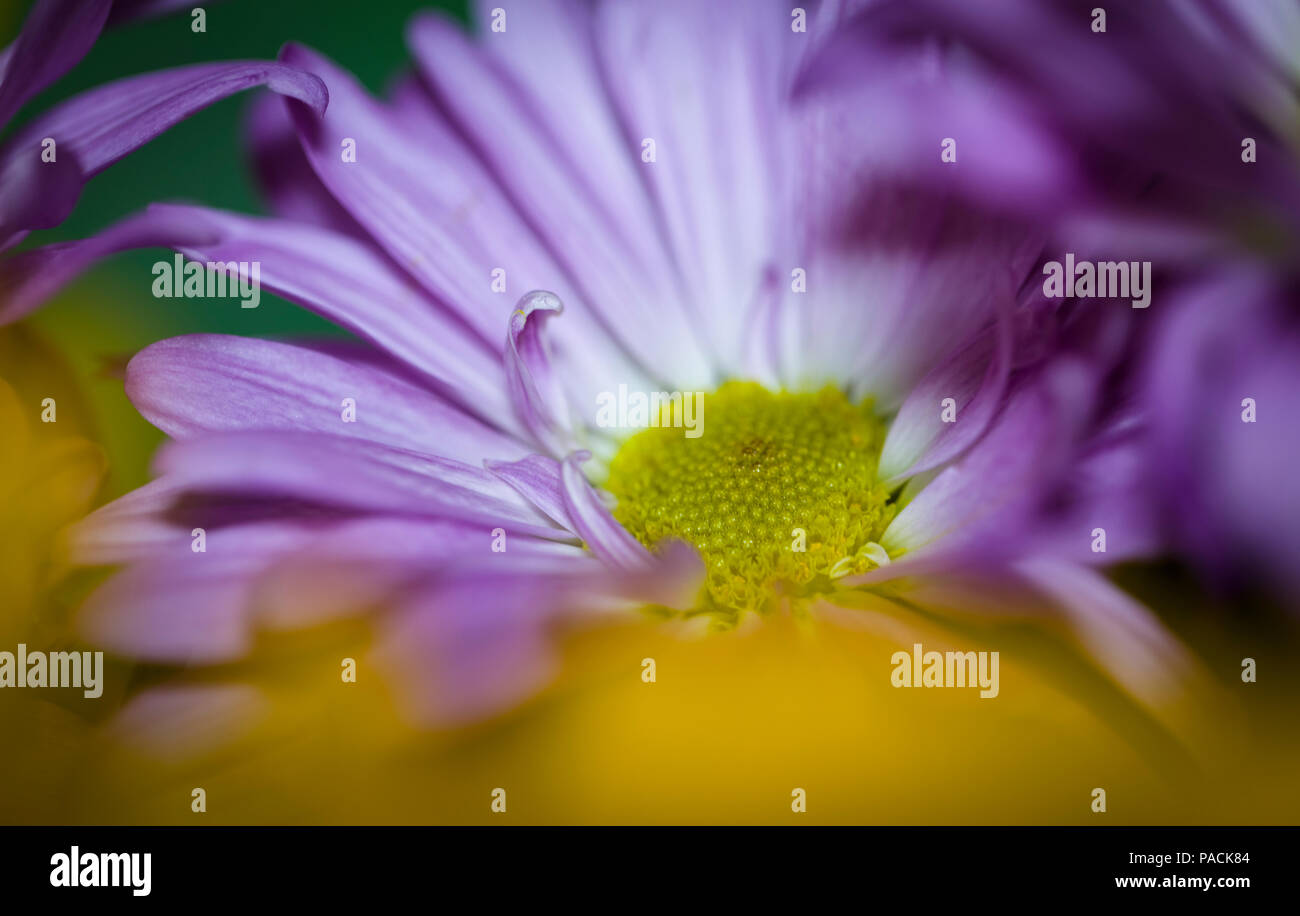 Bloom filling hi-res stock photography and images - Alamy