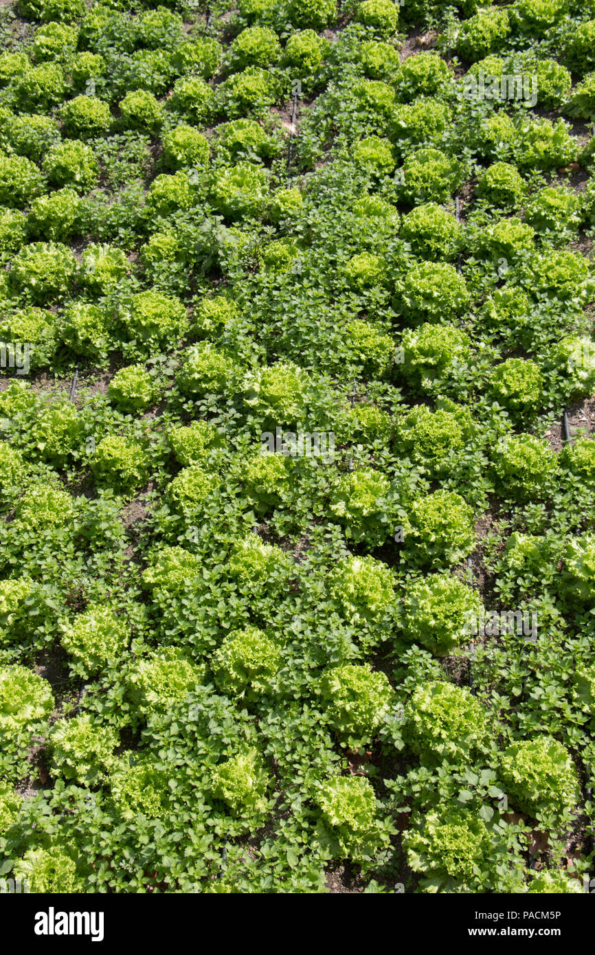 Growing sprouted agricultural crops in spring field Stock Photo - Alamy