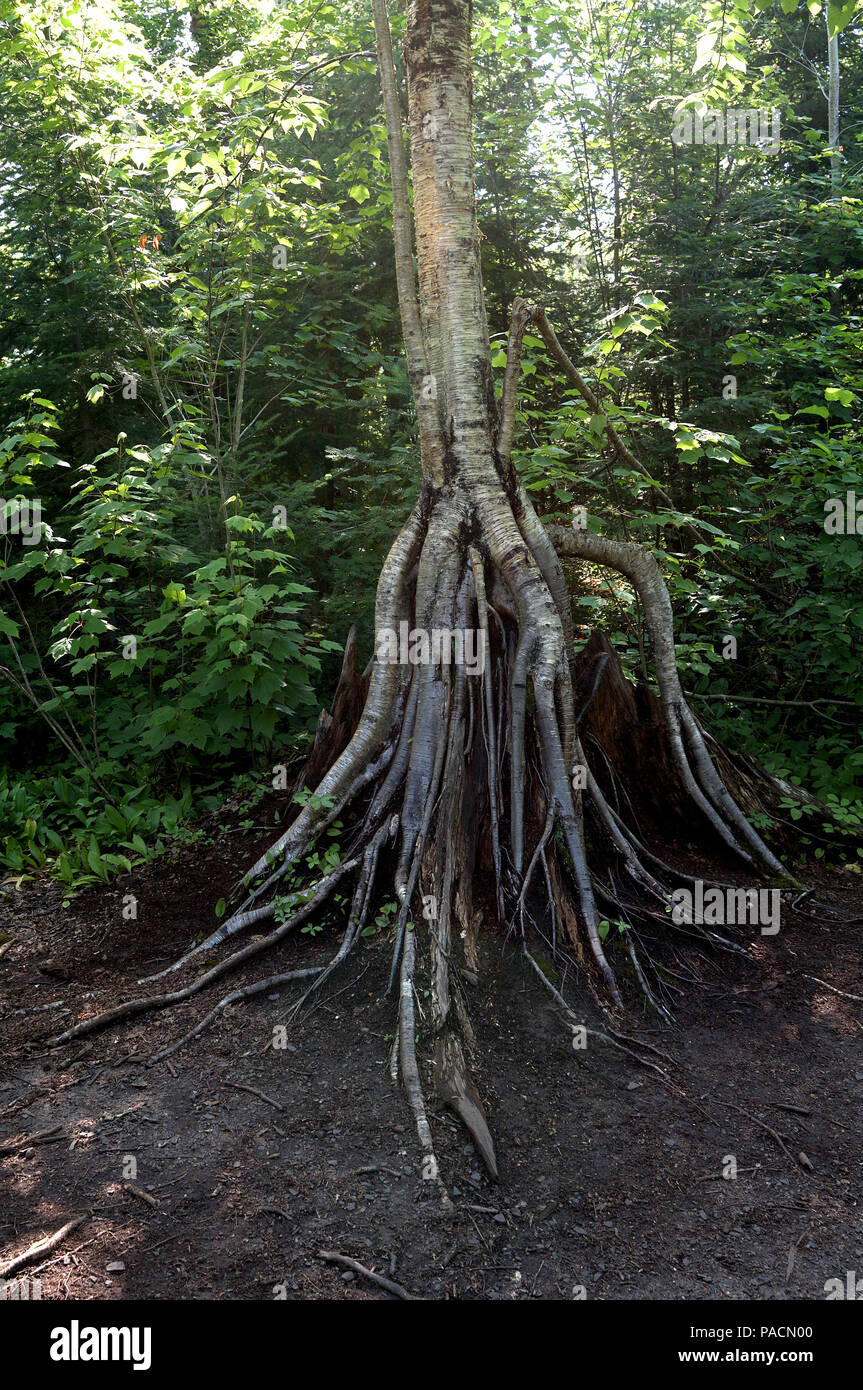 Tree roots clinging to rock on the Kawishiwi Falls Trail near Ely ...