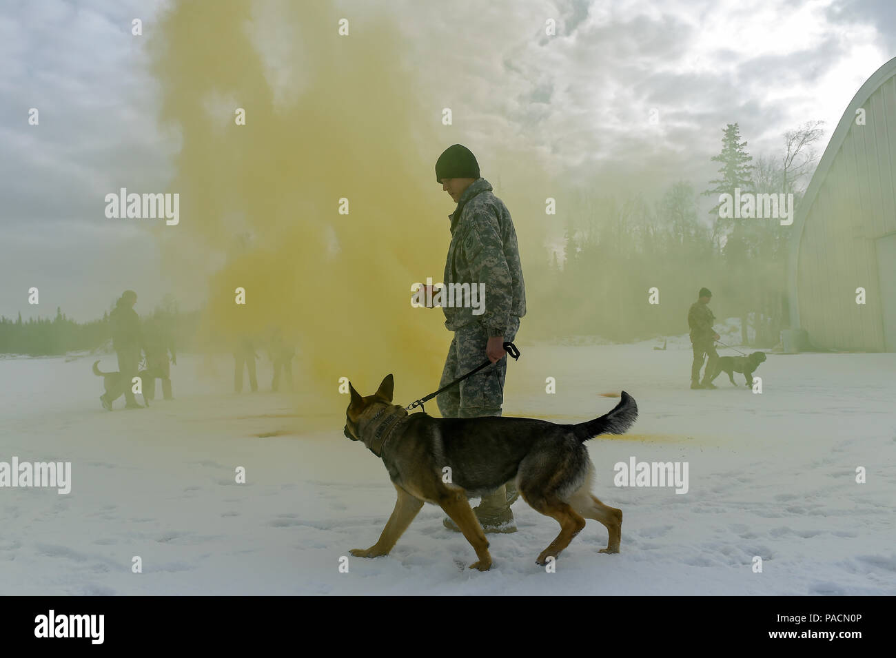 U.S. Army and Air Force military working dog teams assigned to the ...