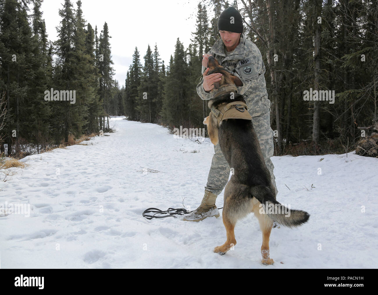 U.S. Army Pfc. Ian Smith encourages military working dog, Faro ...