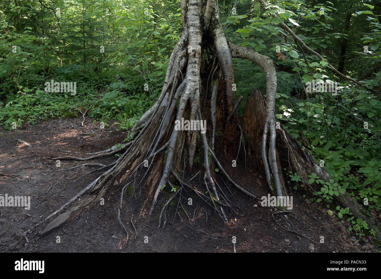 Tree roots clinging to rock on the Kawishiwi Falls Trail near Ely ...