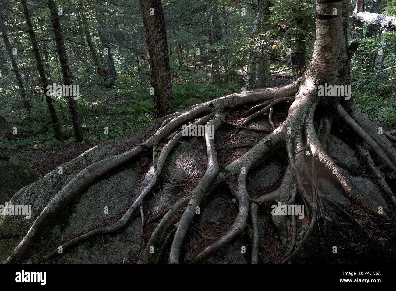 Tree roots clinging to rock on the Kawishiwi Falls Trail near Ely ...