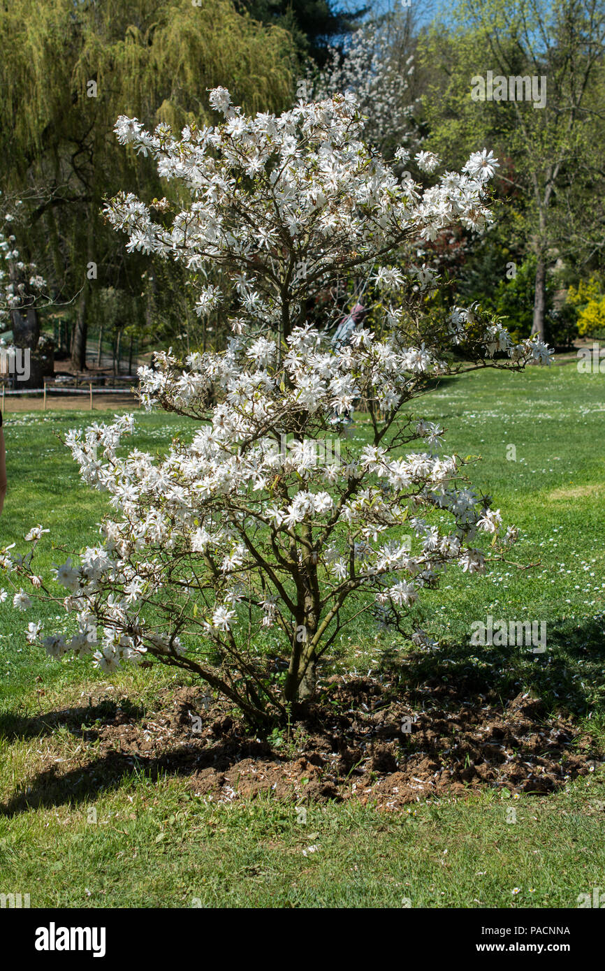 Tree bloom blossom beautiful flowers in spring season Stock Photo - Alamy