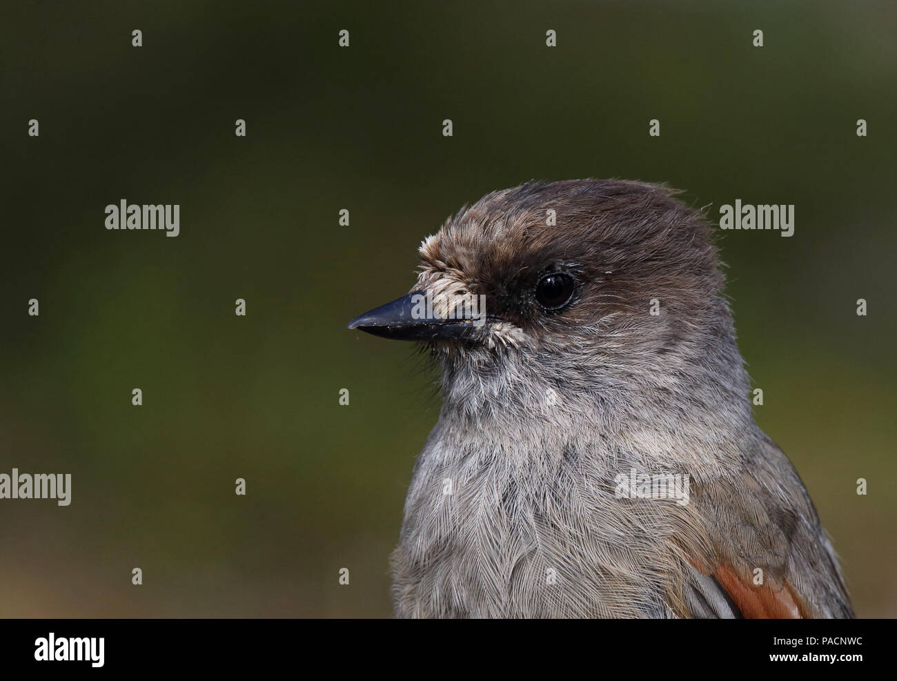 Siberian jay, Perisoreus infaustus Stock Photo - Alamy