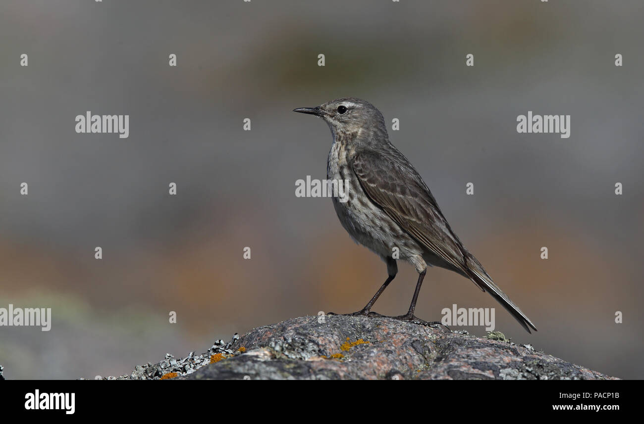 Eurasian rock pipit (Anthus petrosus), standing on rock Stock Photo - Alamy