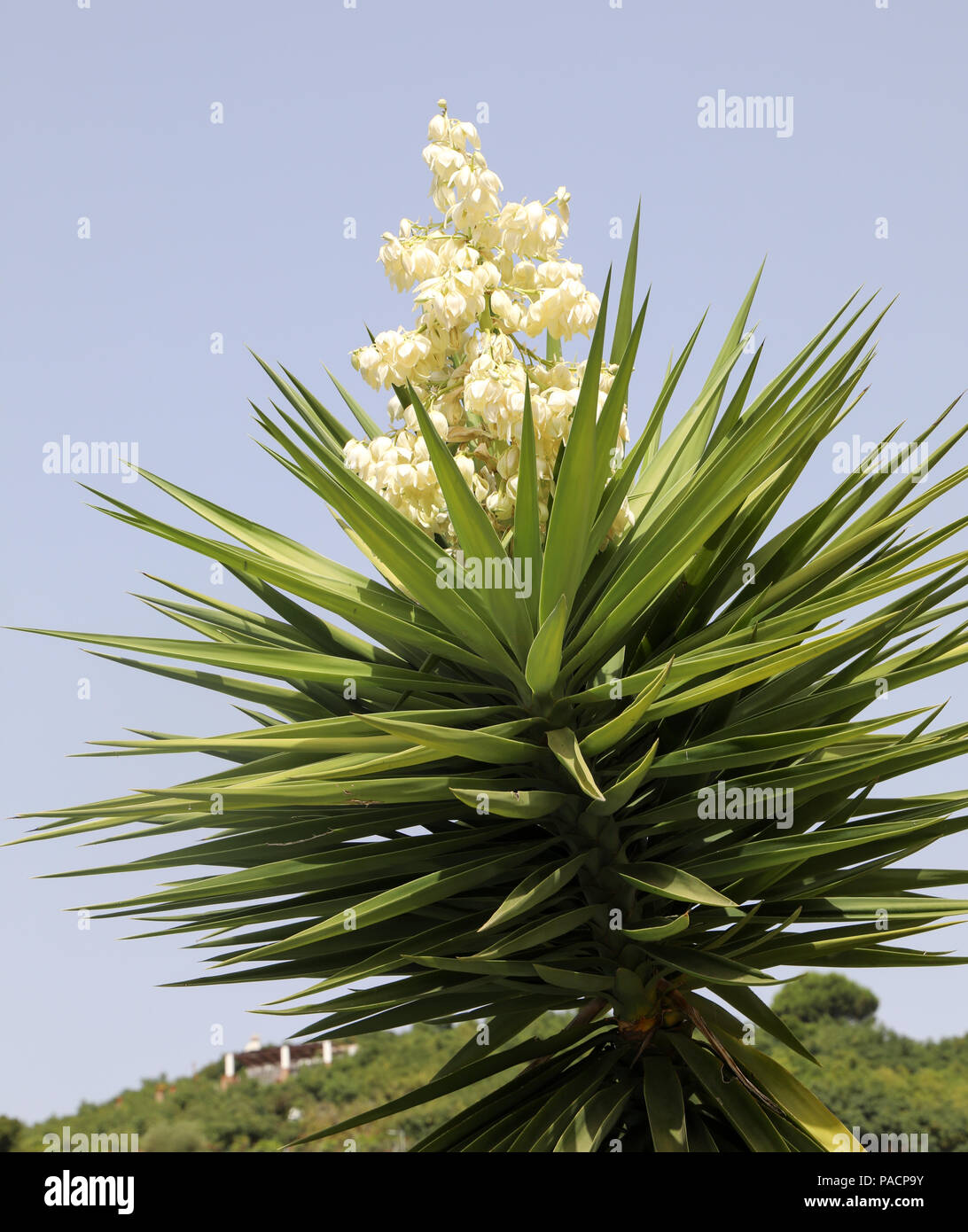 Yucca tree with flower Stock Photo - Alamy