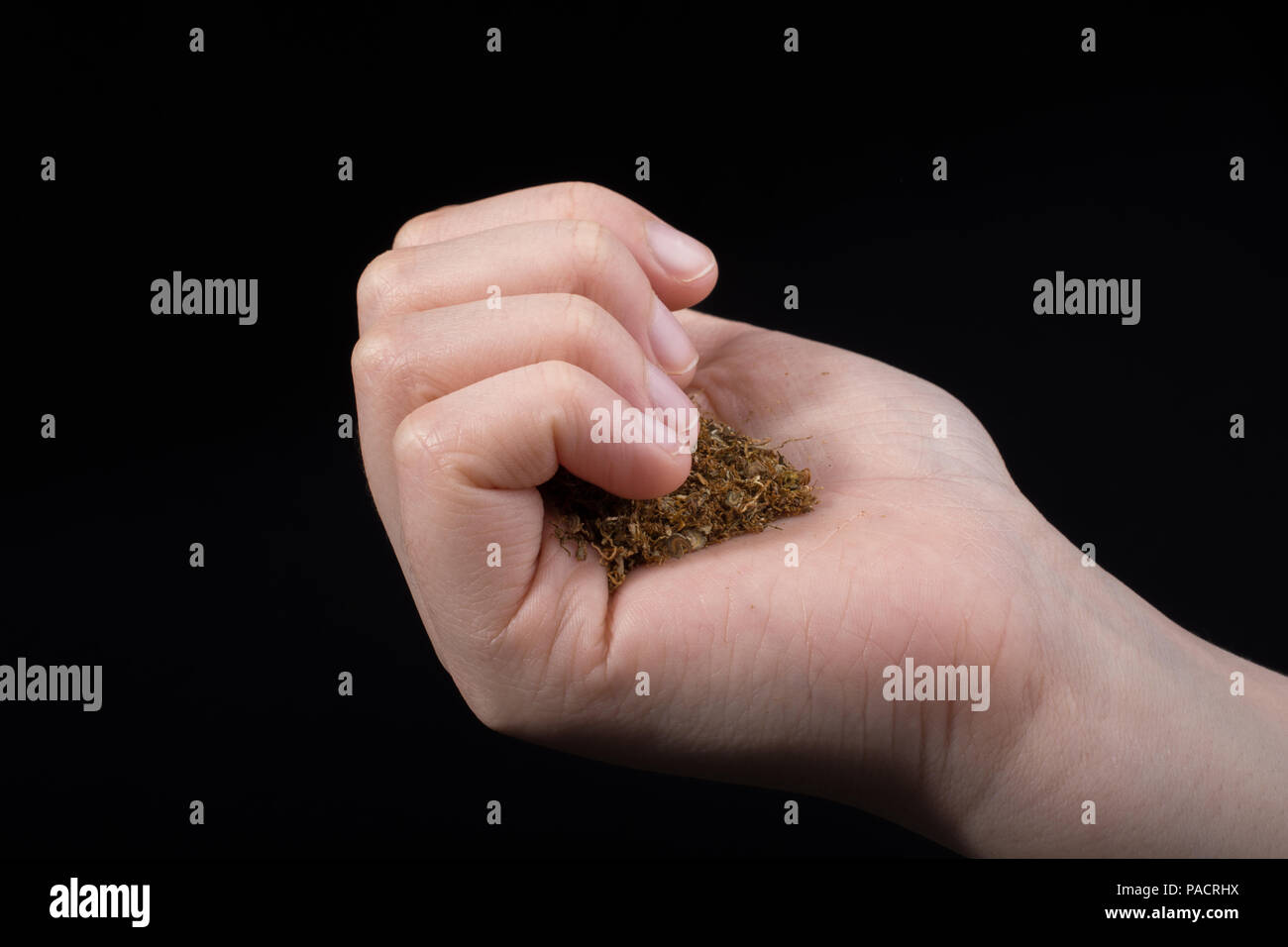 Cut tobacco in hand as a smoking concept Stock Photo - Alamy
