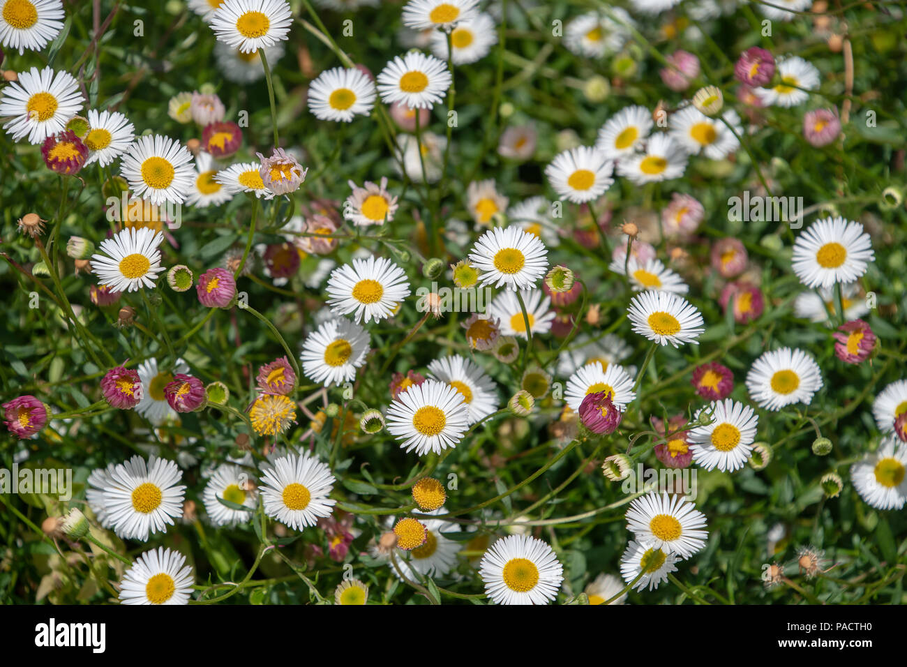 Erigeron karvinskianus mucronatus hi-res stock photography and images ...
