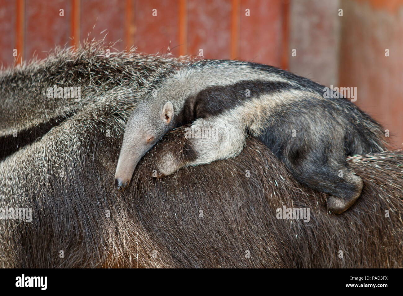 Budapest. 21st July, 2018. A giant anteater's little baby born on June ...