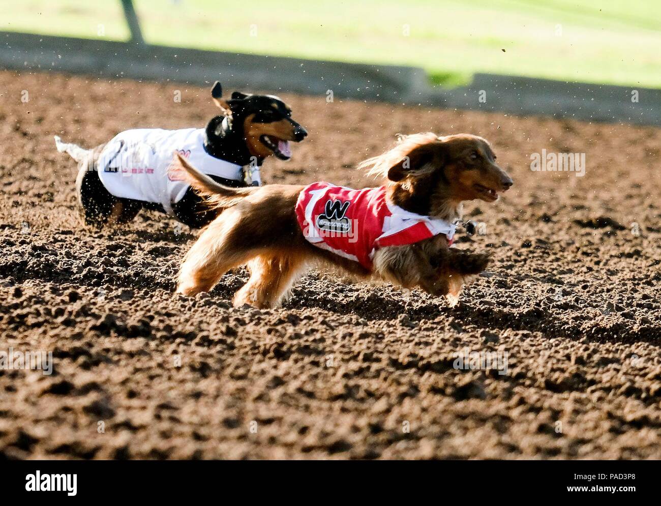 Los Angeles, USA. 21st July, 2018. Dogs race during the 23rd annual ...