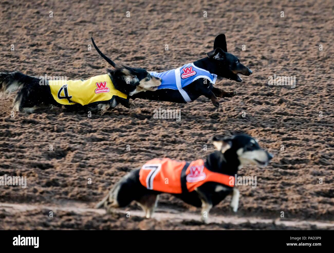 Dachshund race hi-res stock photography and images - Alamy