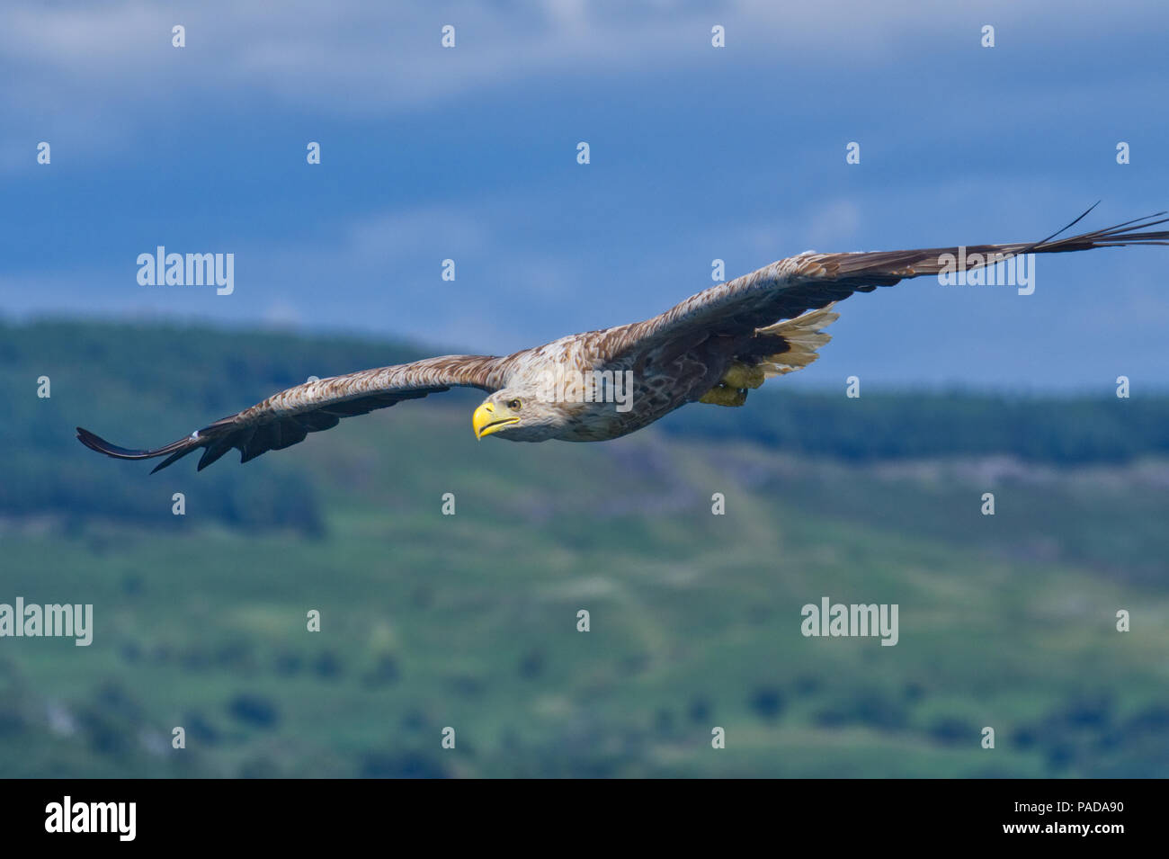 Female sea eagle uk hi-res stock photography and images - Alamy