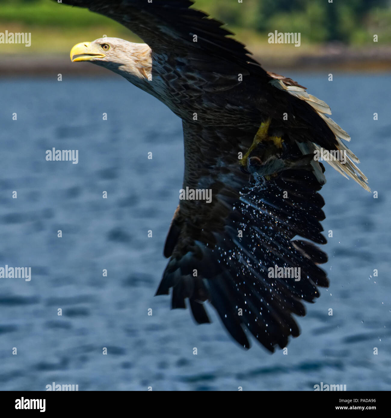Female sea eagle uk hi-res stock photography and images - Alamy
