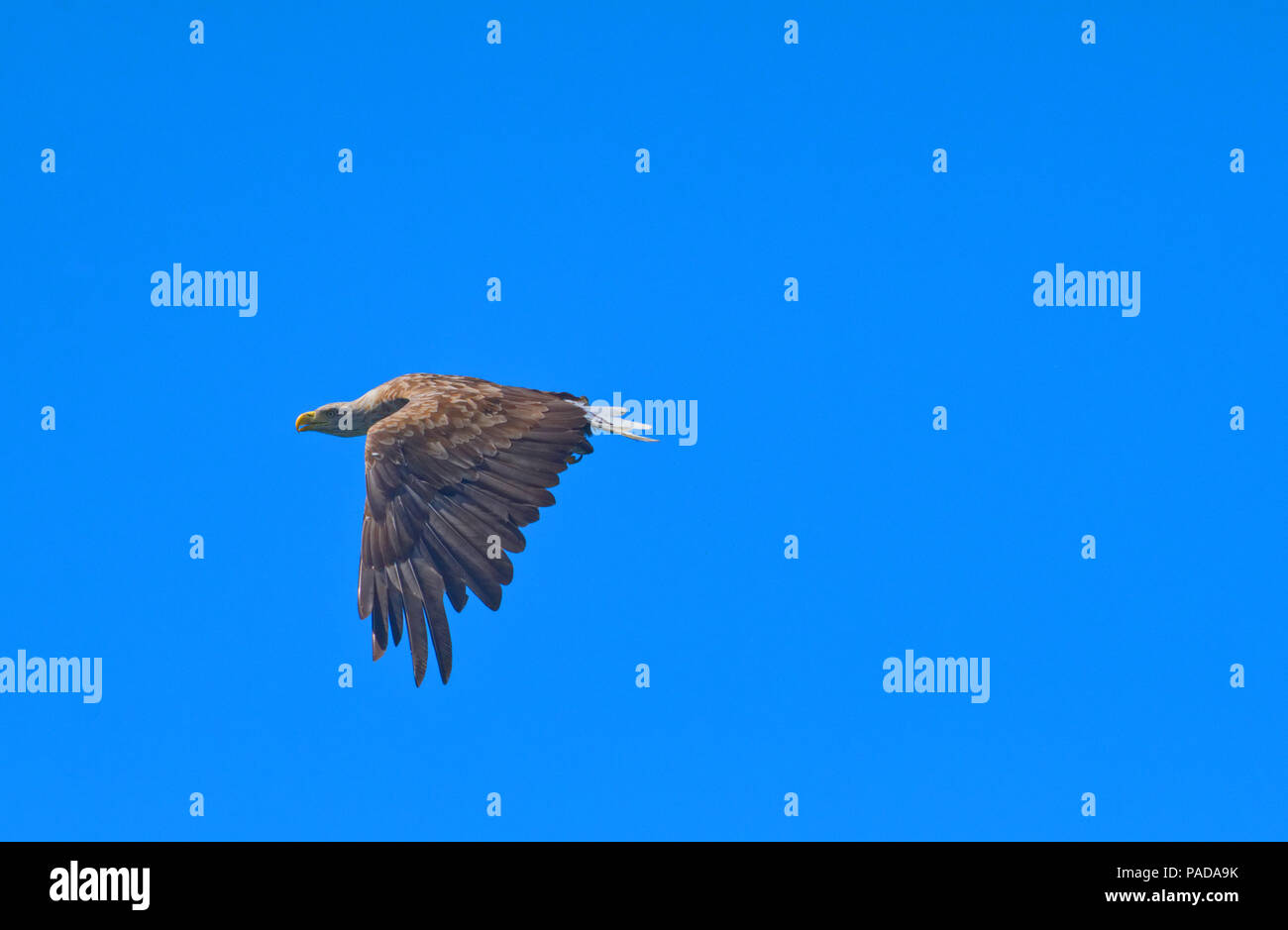 White-tailed sea eagle Stock Photo - Alamy