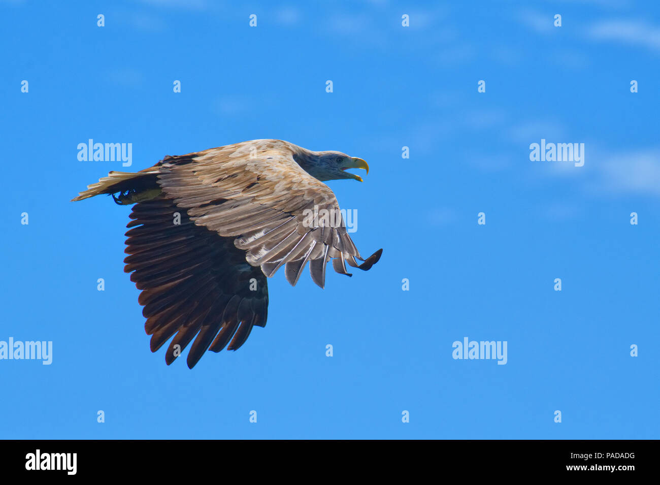 White-tailed sea eagle Stock Photo - Alamy