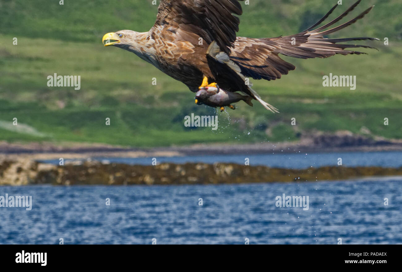 Female sea eagle uk hi-res stock photography and images - Alamy