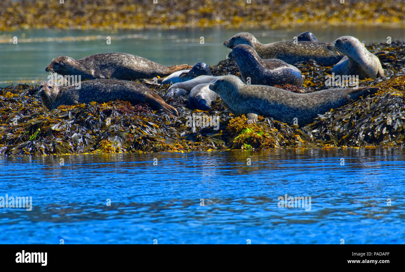 Seal mull hi-res stock photography and images - Alamy