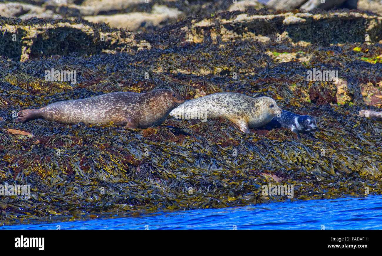 Group of harbour seals hi-res stock photography and images - Alamy