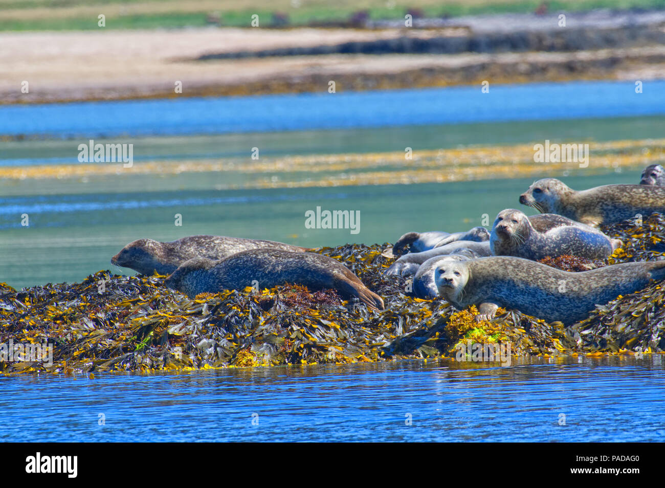Baby seals scotland hi-res stock photography and images - Alamy