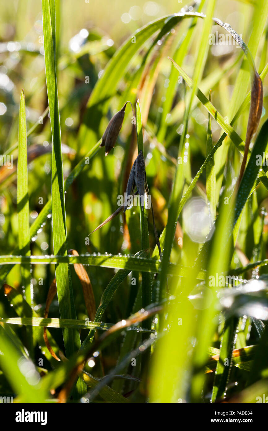 green juicy grass of cereal oats in spring with drops of water after ...