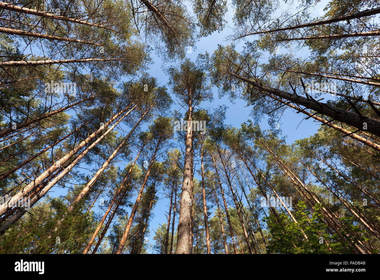 autumn mixed forest with high-growth pine trees, autumn landscape with ...