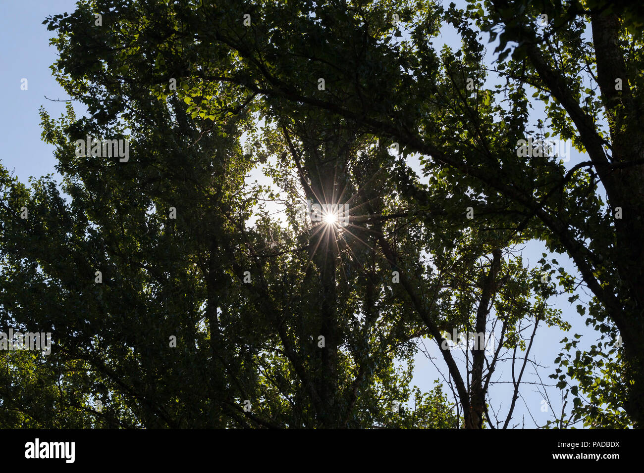 sun with rays shining through the branches of a deciduous tree in ...