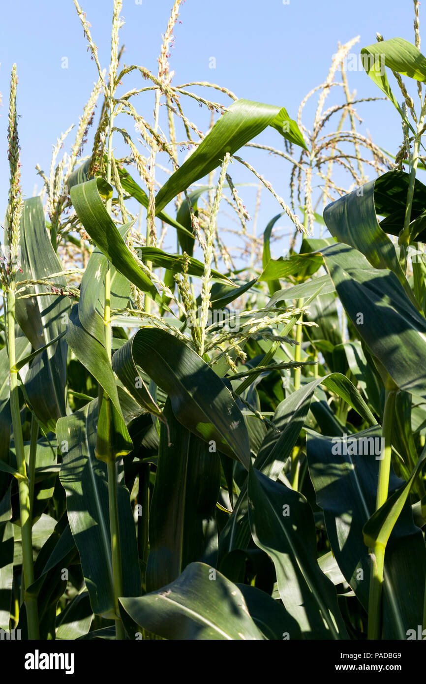Corn stalks against blue sky hi-res stock photography and images - Alamy