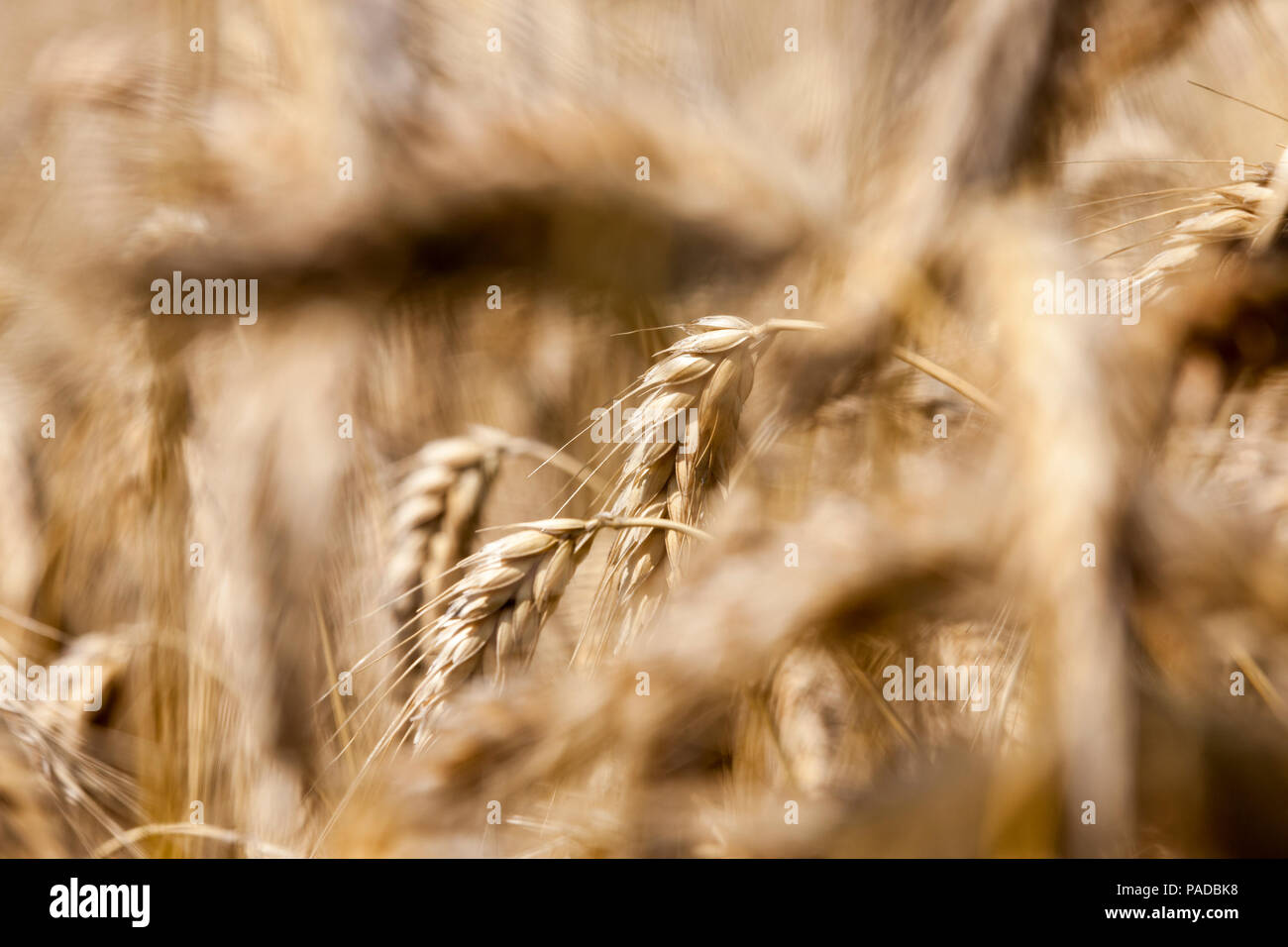 dry mature ears of barley on the field, grain ready for harvest ...