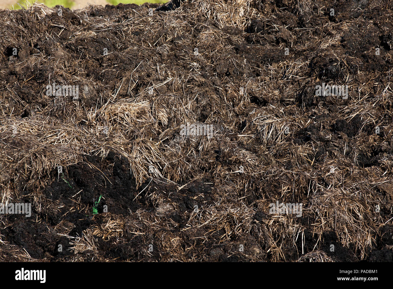 manure from cattle, used for fertilization on the field, closeup Stock ...
