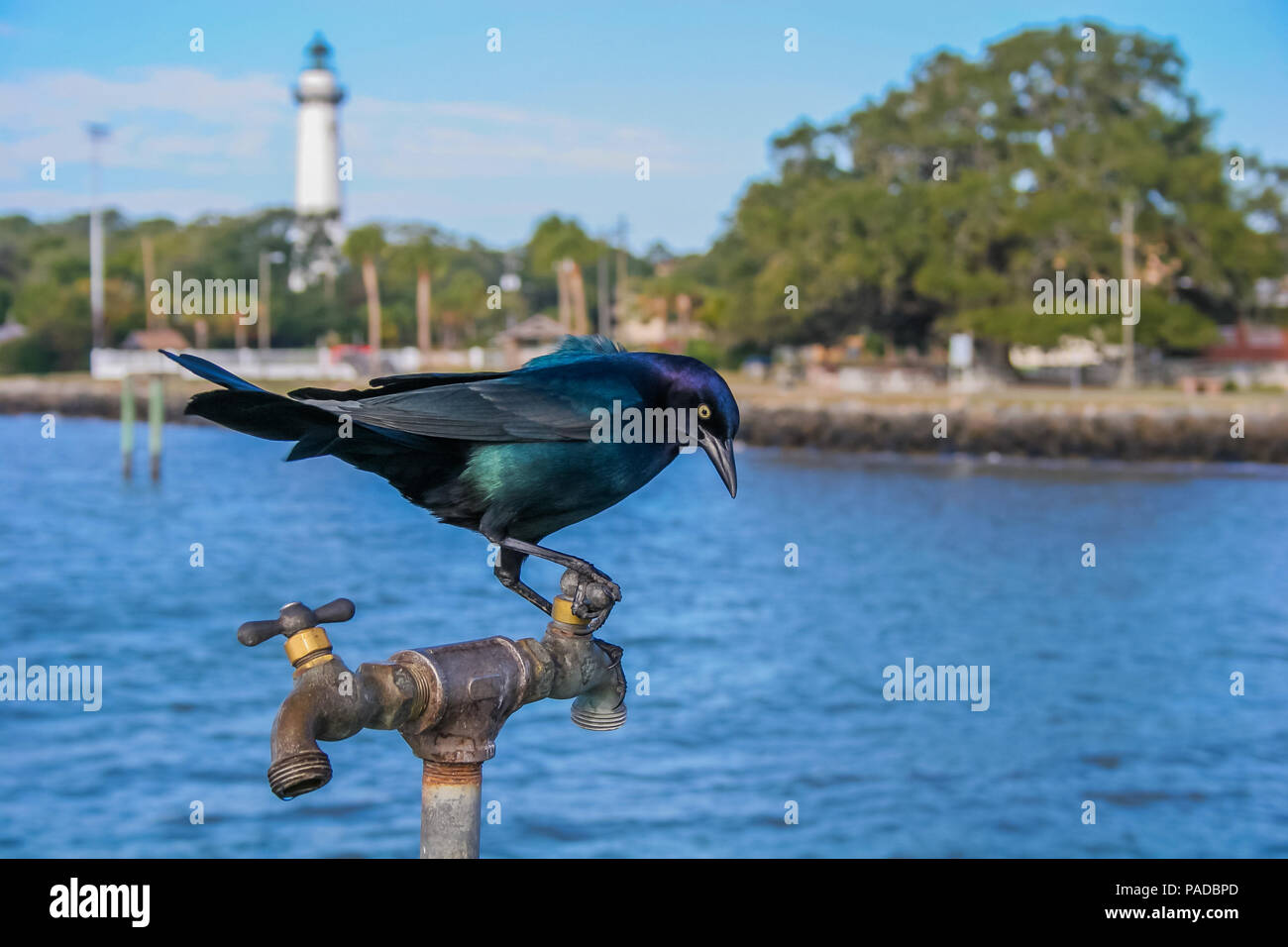 Water spigot with birds hi-res stock photography and images - Alamy