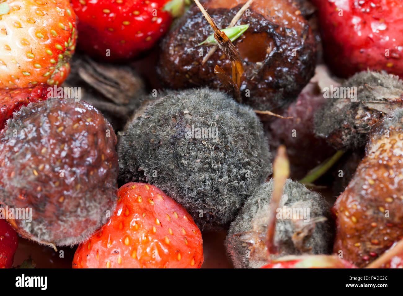a bunch of red ripe strawberries, which began to rot and are covered ...