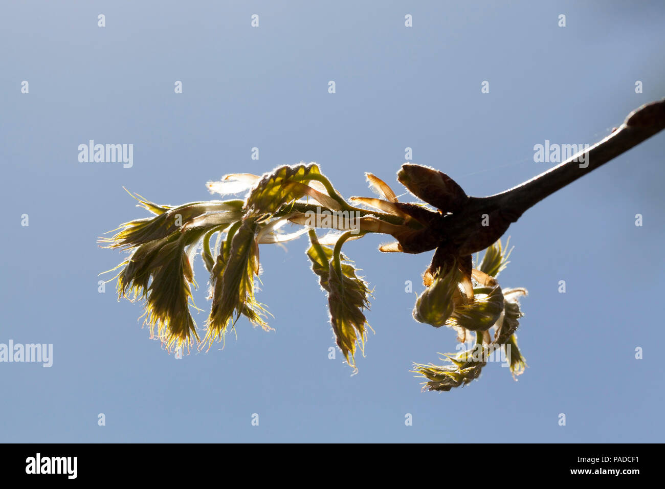 A new oak foliage that appeared in the spring from the bud on a tree, a ...