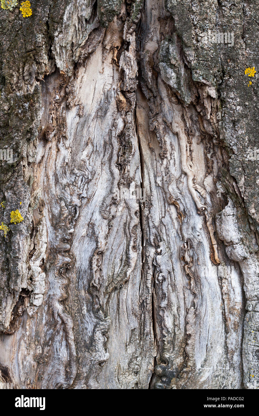 Tree torn down hi-res stock photography and images - Alamy