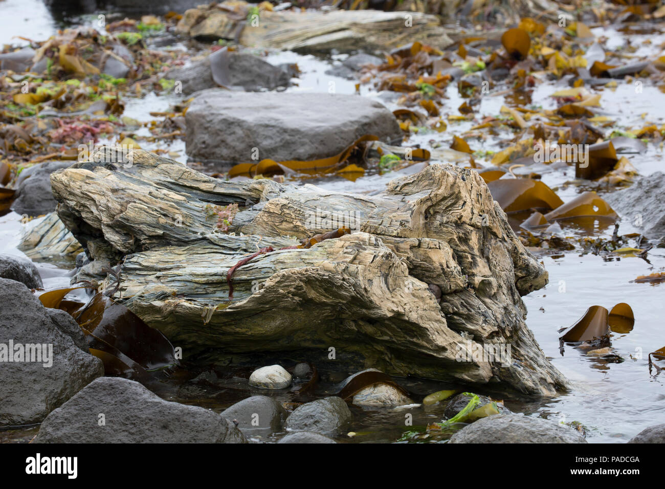 Petrified Forest, Unga Island Stock Photo - Alamy