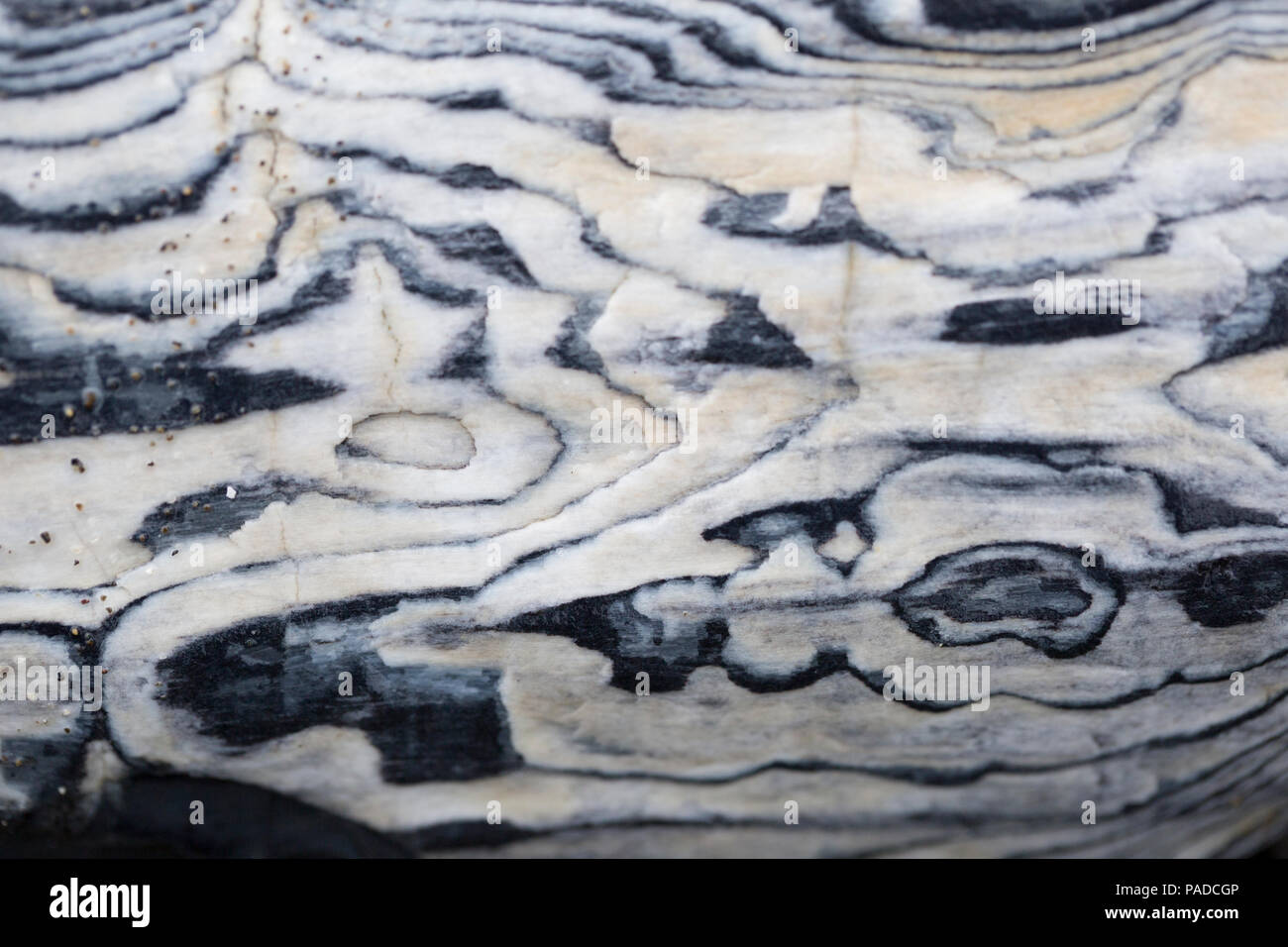 Petrified Forest, Unga Island Stock Photo - Alamy