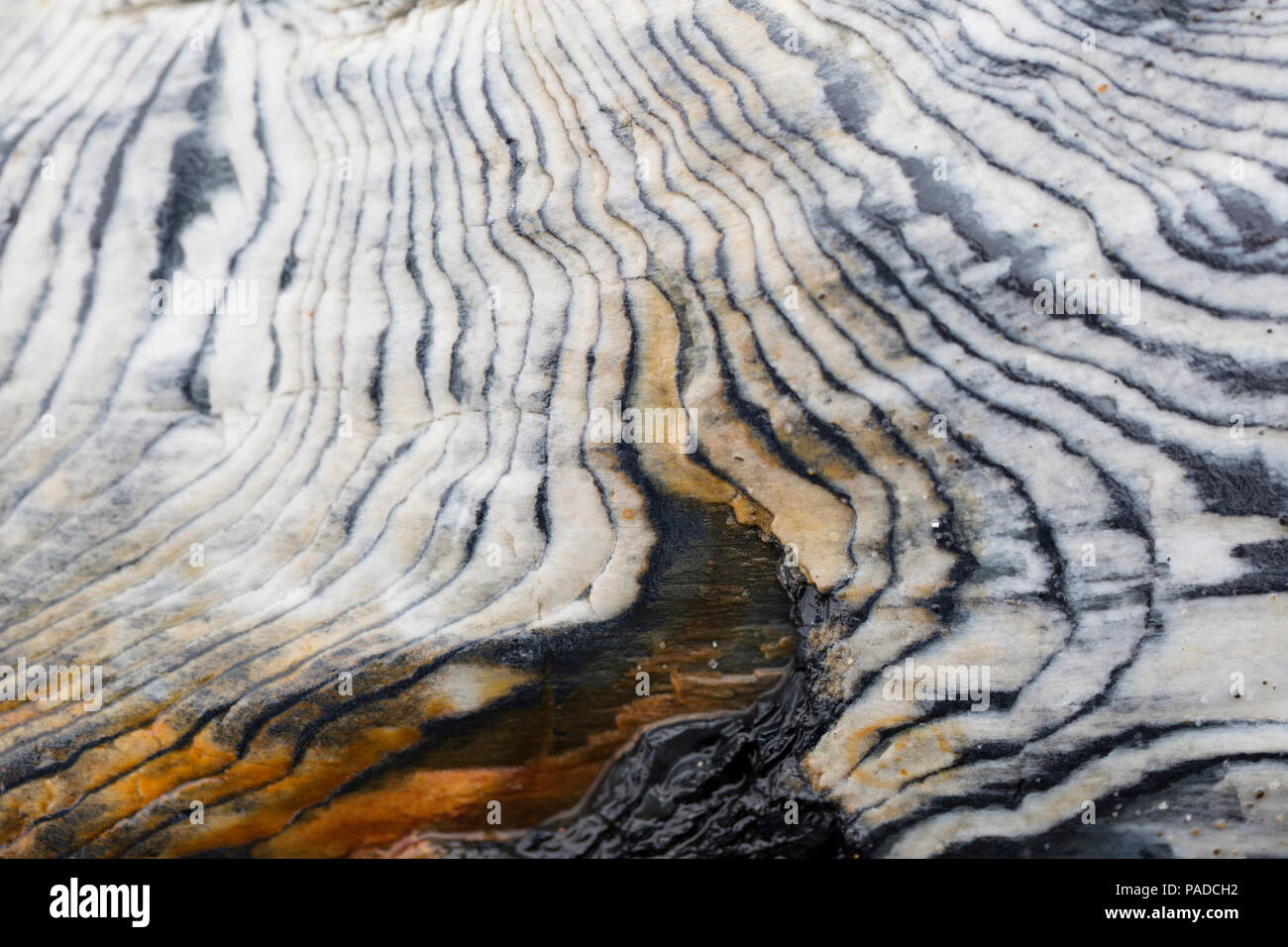 Petrified Forest, Unga Island Stock Photo - Alamy