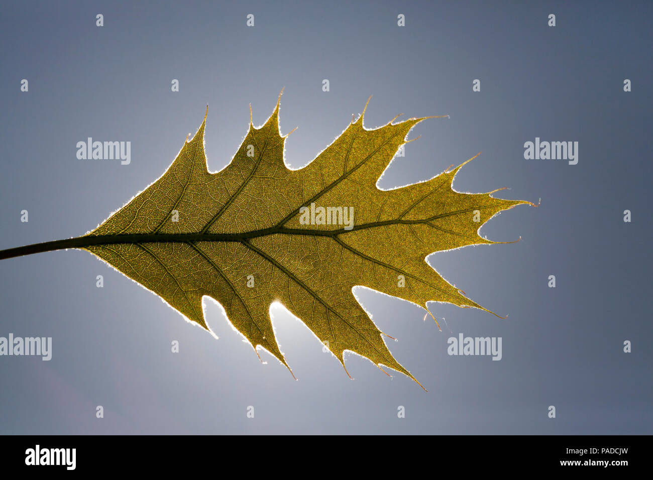 Single trunk of a mighty tree hi-res stock photography and images - Alamy