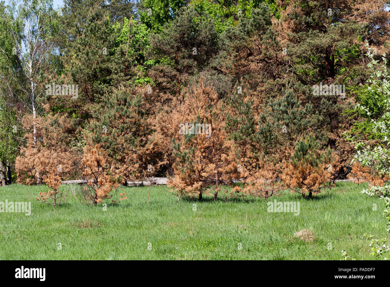 yellowed from sunlight and poor growth conditions of pine, spring photo ...