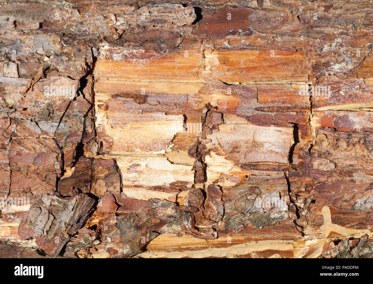 beautiful trunk and bark of a young pine tree, which felled and the ...