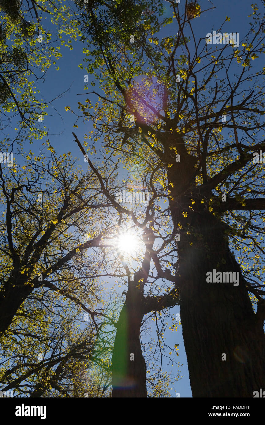 glowing behind the trunk of an oak tree sun in the spring season ...