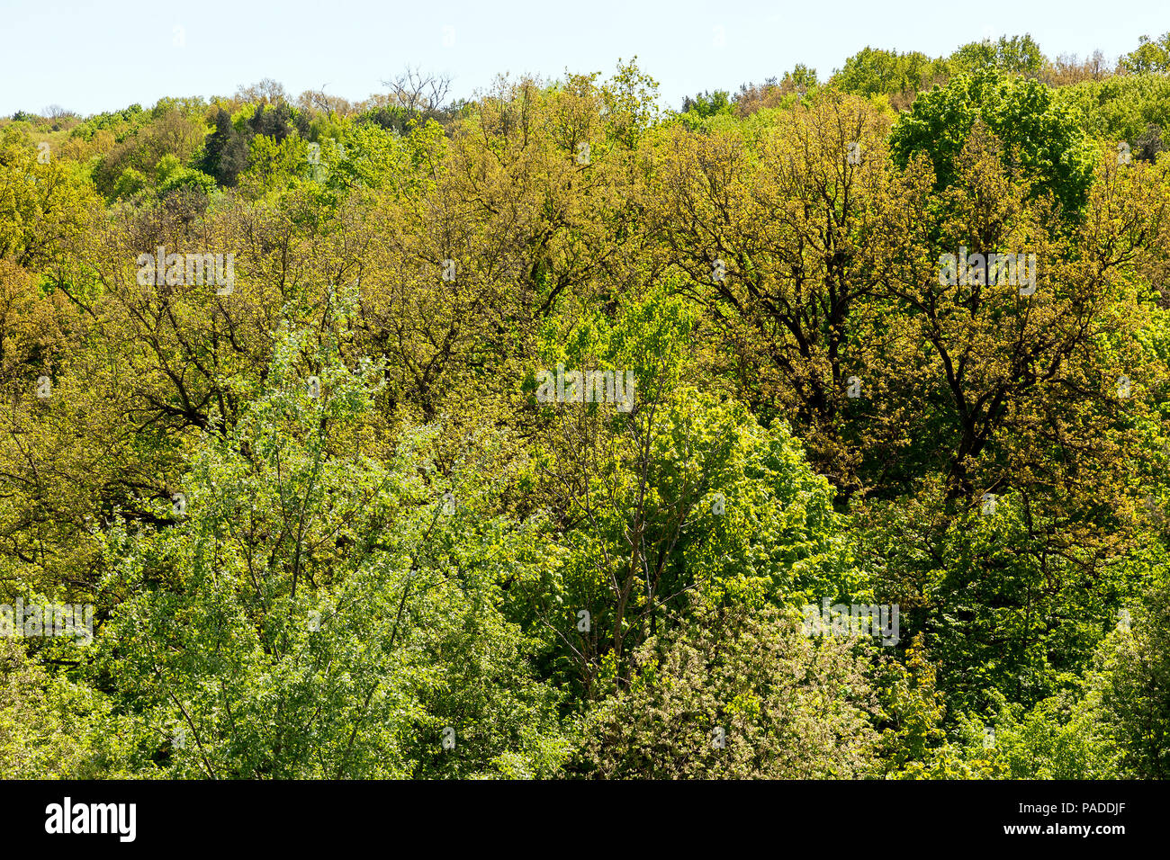 mixed forest with deciduous trees in colorful foliage in the spring ...