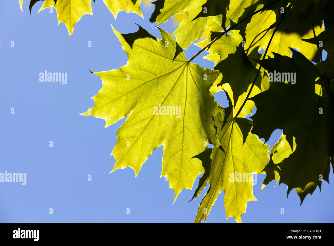 illuminated and translucent leaves of green maple in spring, against a ...