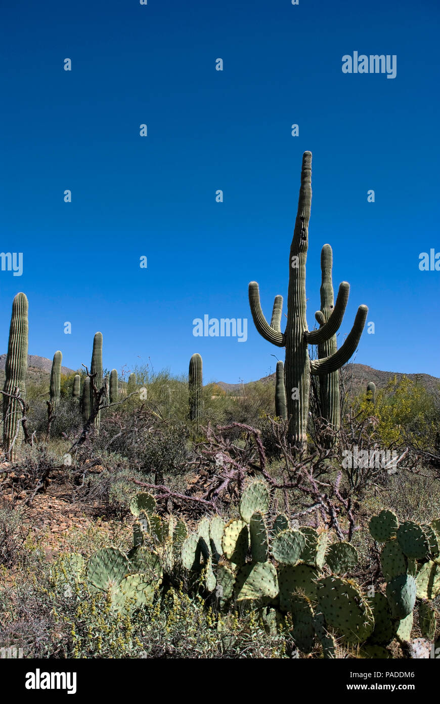 Spikey trees hi-res stock photography and images - Alamy