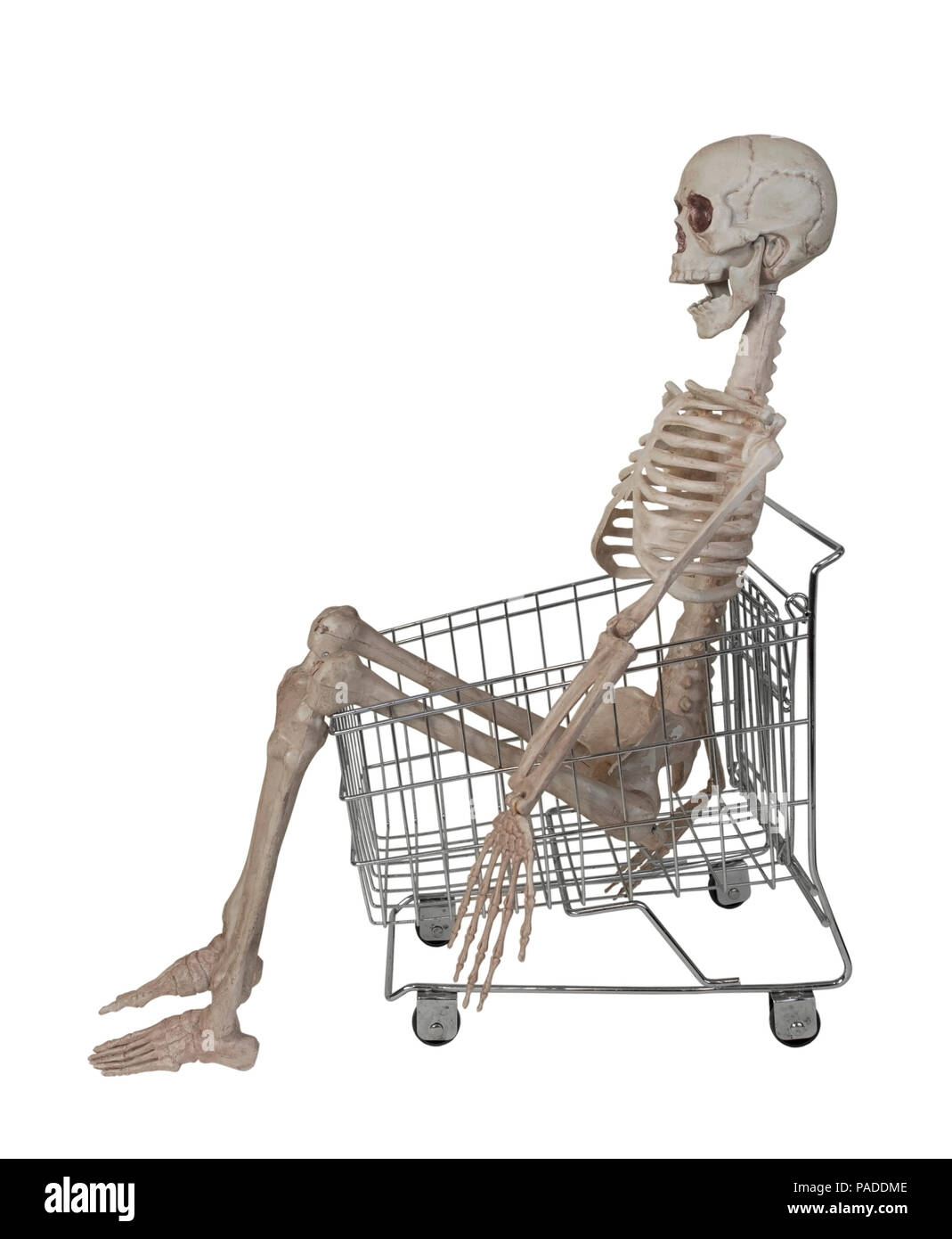 The skeleton is the internal framework of the body Stock Photo - Alamy