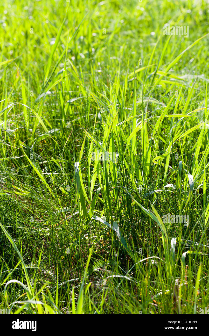 green grass sprouts on an agricultural field, a spring meadow ...